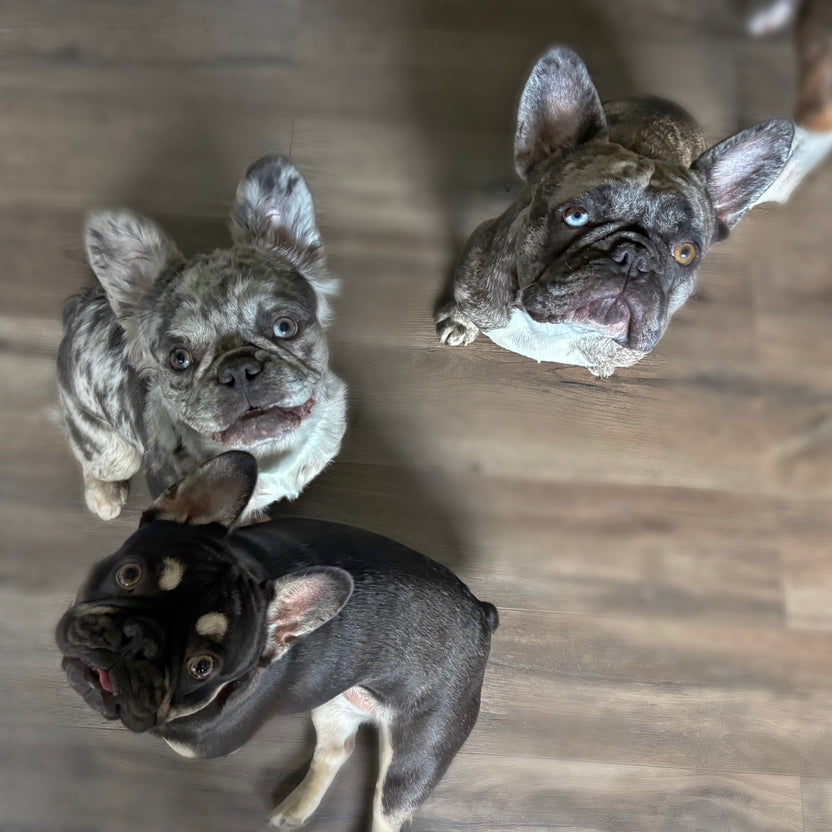 Contact – Kerbies Pet Pick Up & Services